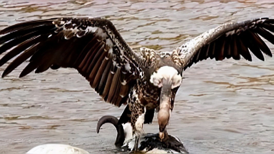 How strong is the "Carrion King" vulture, which is invincible, can ...