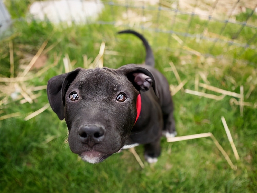 Why does the dog go round before defecation?It turns out that these ...