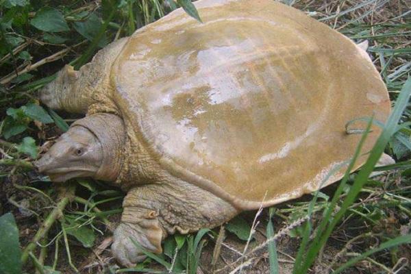 "Super giant soft-shelled turtles" were discovered in the wild and ...