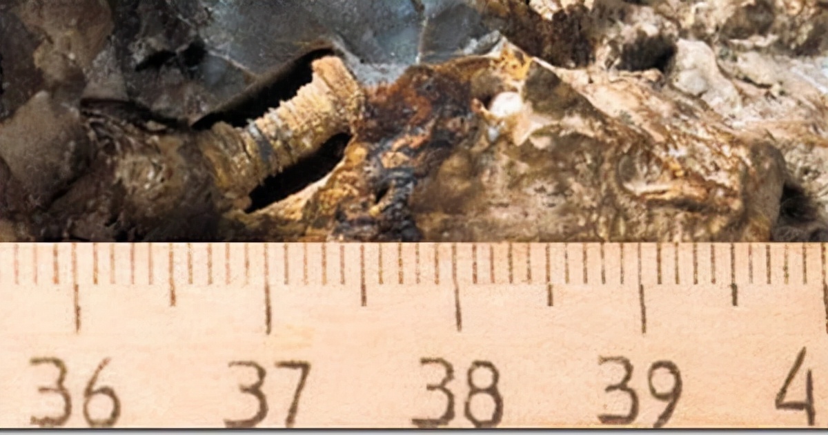The "screws" 300 million years ago were embedded in stones, thus ...