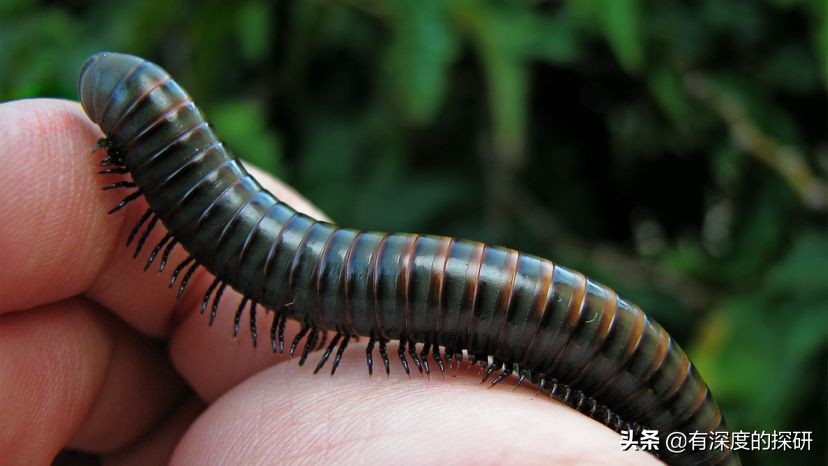 How many legs does a millipede have?The difference between a millipede ...