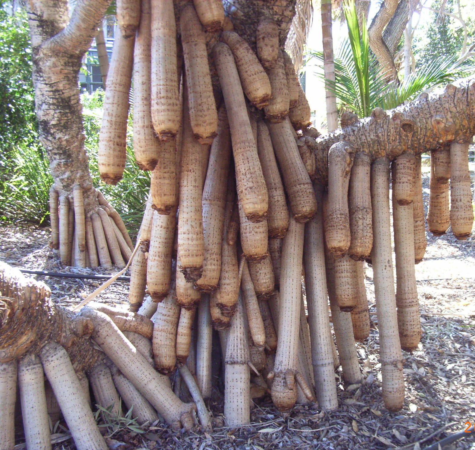 What kind of tree is this, with so many small clubs - iNEWS