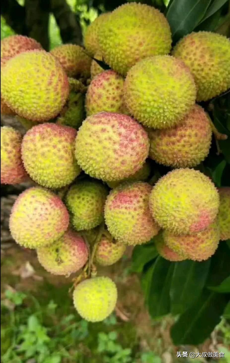 The lychee season is here, which of these 5 popular lychee varieties is ...