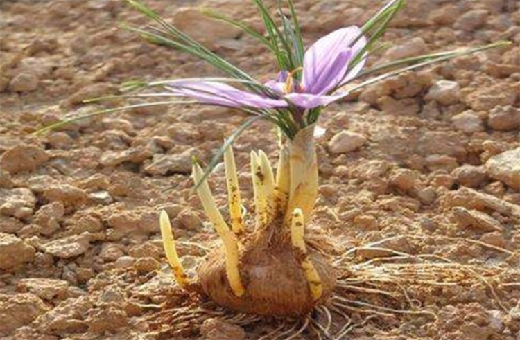 How to grow precious herbal saffron?Choose the right time to plant ...