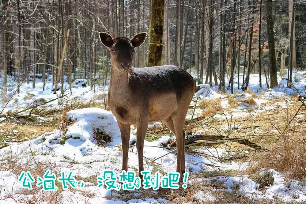 What is so special about Gongye, who has been in prison, that makes ...