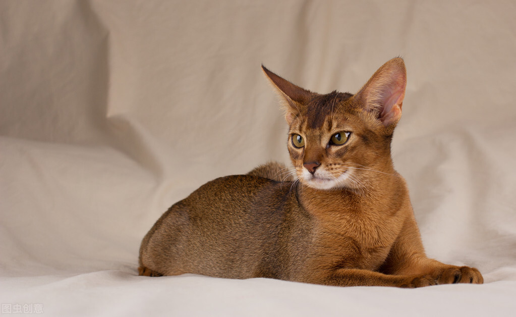 How high is the appearance of the Chinese Garden Cat?It is regarded as ...