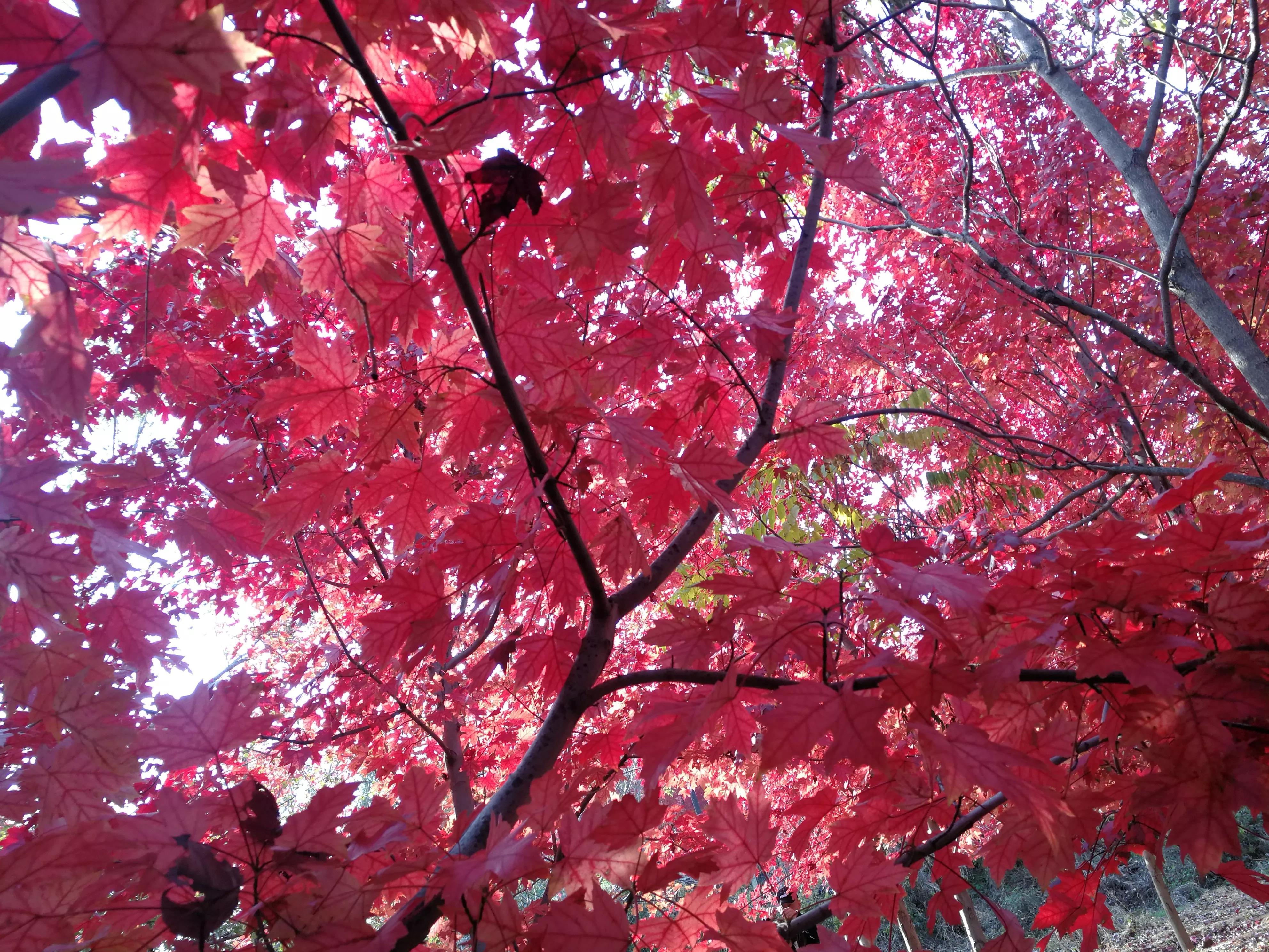 The beautiful red maple forest in Dalian - iNEWS