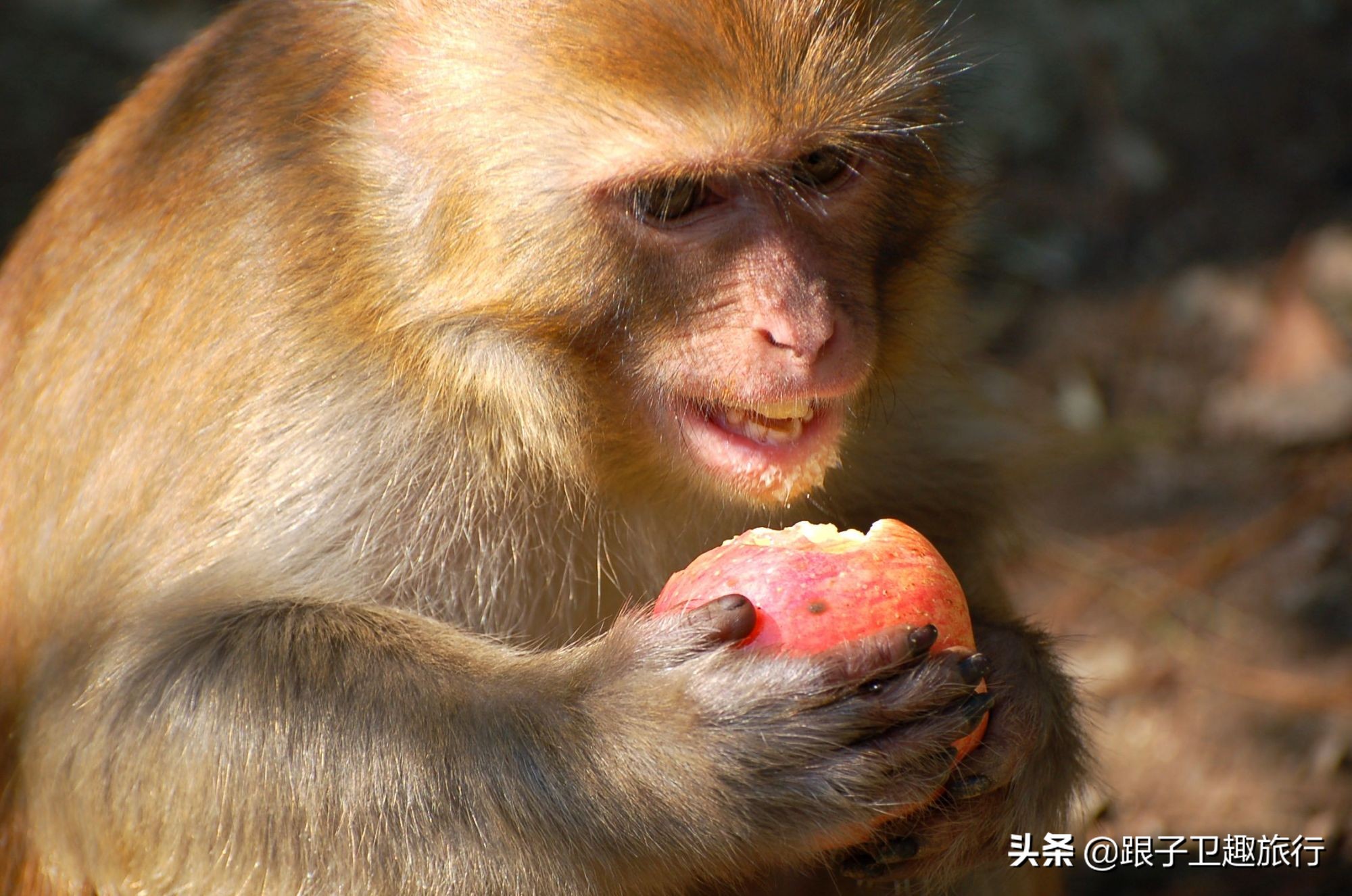 How skinned are the monkeys in Zhangjiajie?Even the lighter has to be ...