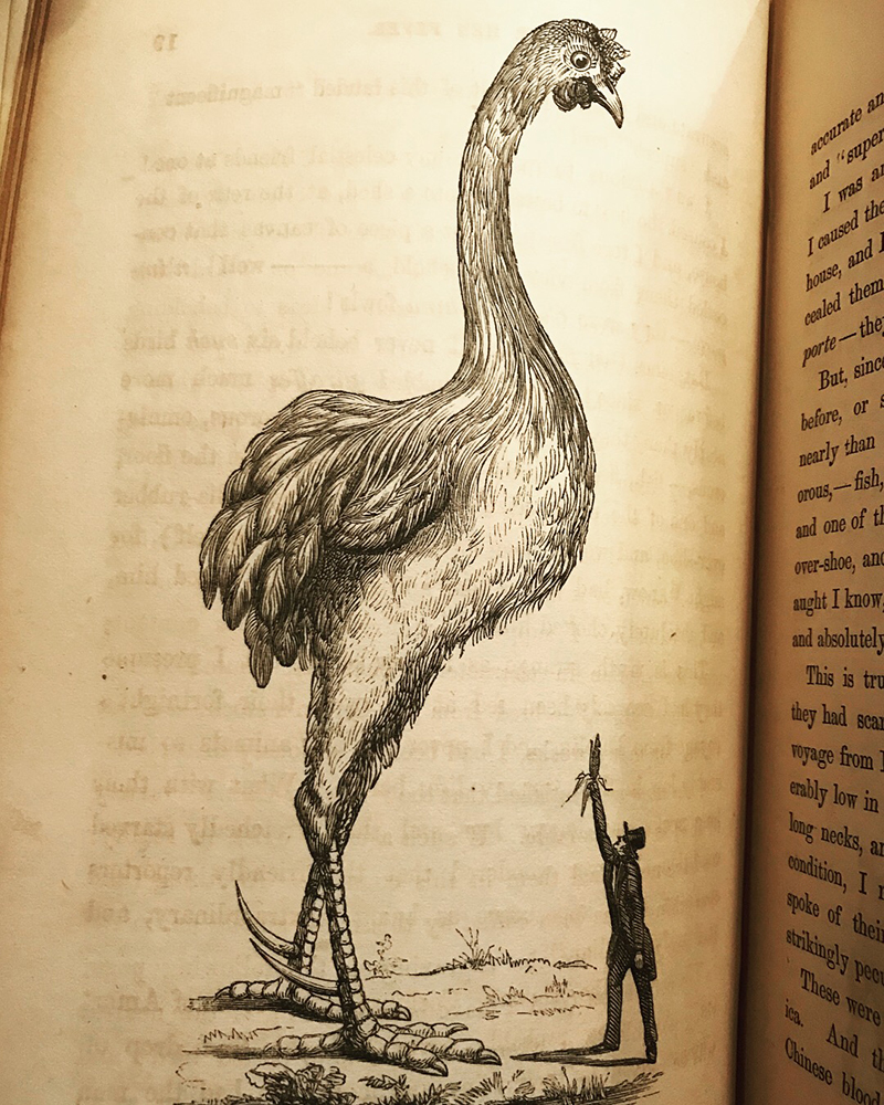 Queen Victoria's obsession with Chinese hens eventually gave birth to ...