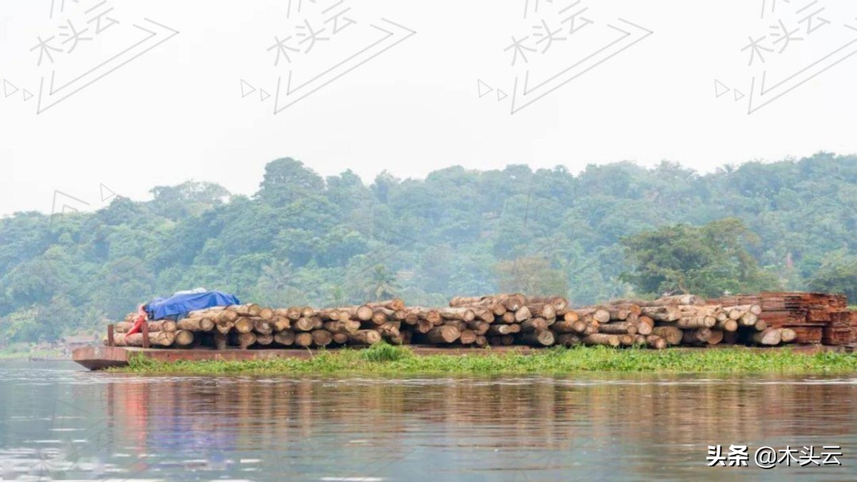 African log export ban postponed to 2023 - iNEWS