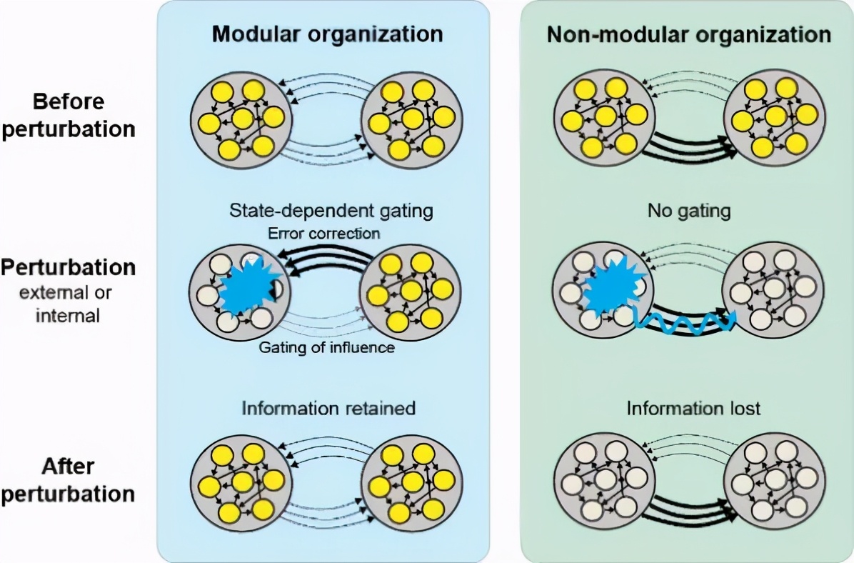 The modularity and robustness of the brain - iNEWS
