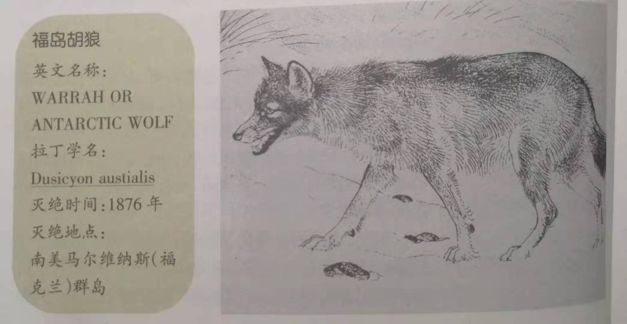 History of the extinction of wolves by mankind - iNEWS