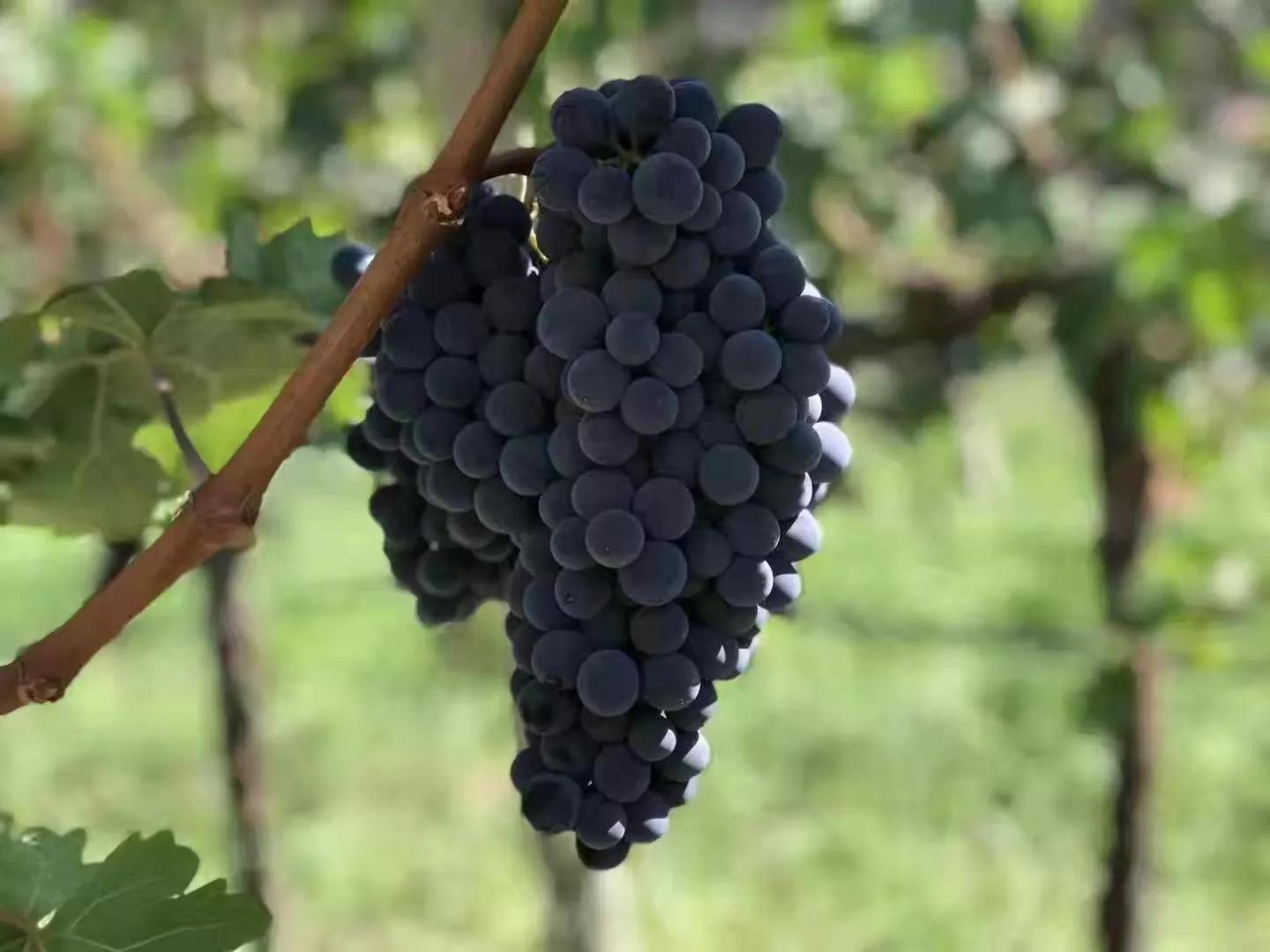 Meri Ice Wine - iNEWS