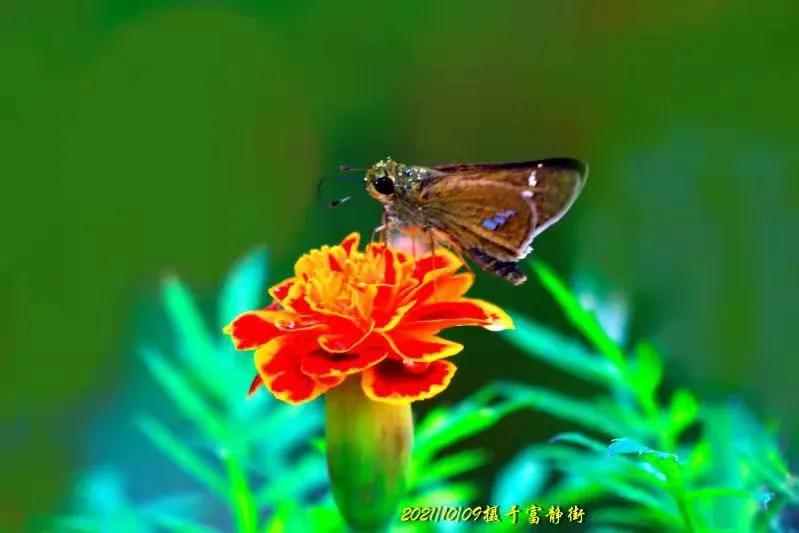 Original innovative poem: Morning shots of autumn flowers on the ...