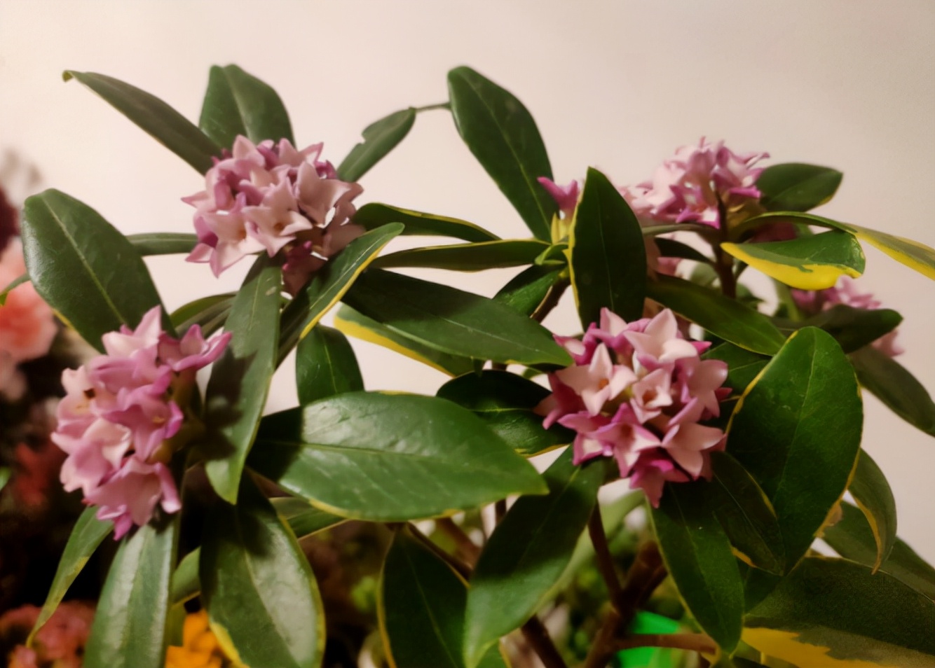 I bought Phnom Penh Ruixiang flowers online, and I want to stay alive ...