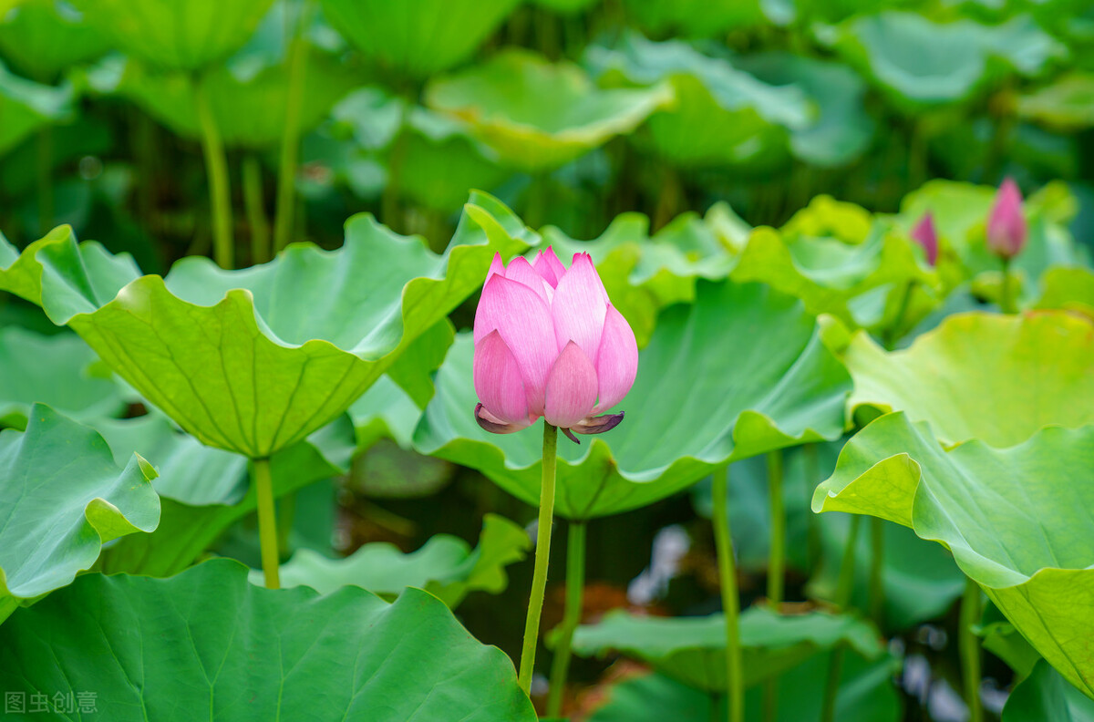 Seasonal food for weight loss and fat reduction-lotus leaf porridge - iNEWS