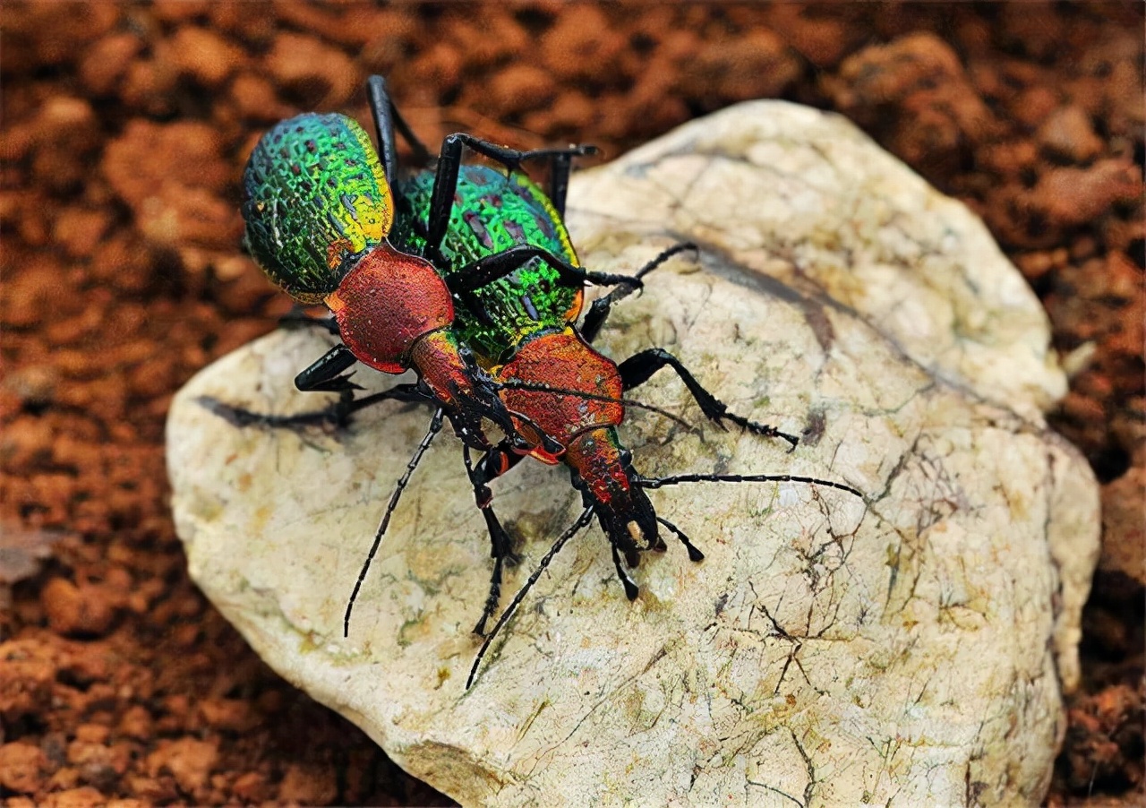 30,000 one!The fart temperature of this beetle is as high as 100 ...