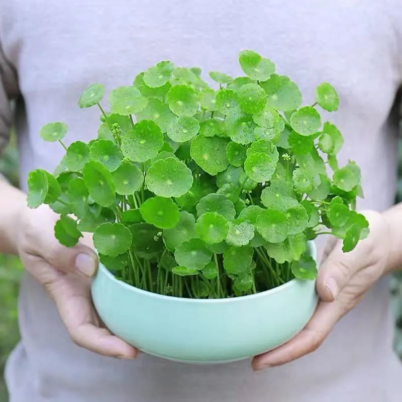 In April, we will raise copper money grass at home. Do these 4 more ...