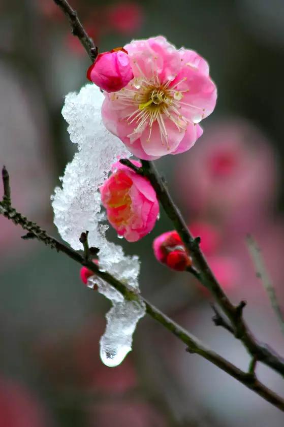 Send you a set of plum blossom pictures, a poem, and a song, and I wish ...