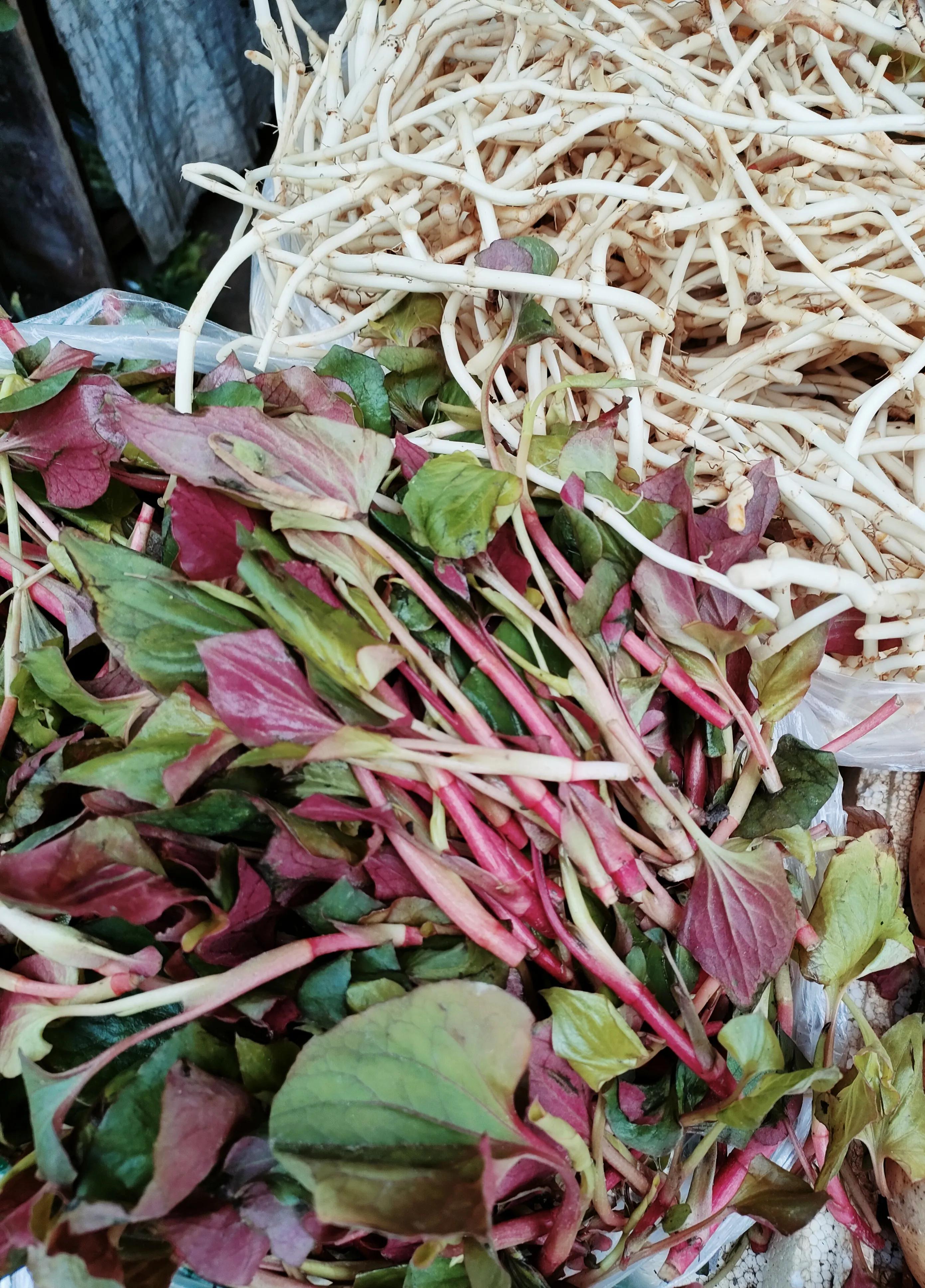 Have you eaten this kind of wild vegetables? - iNEWS