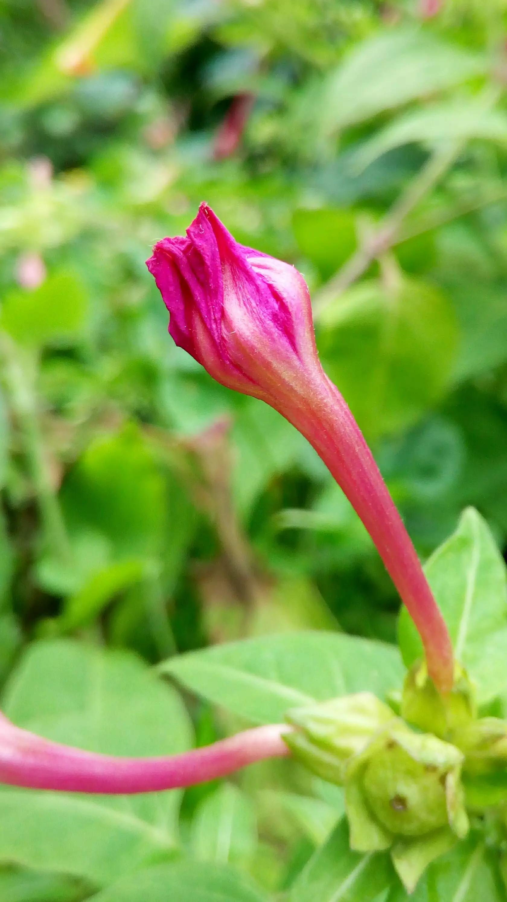 Purple jasmine - iNEWS