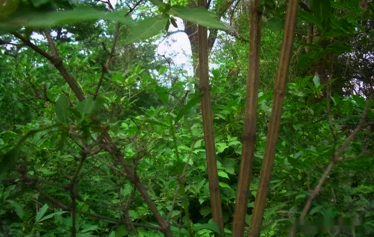 The ancient sacred tree in mythology, the trunk of the tree leads ...