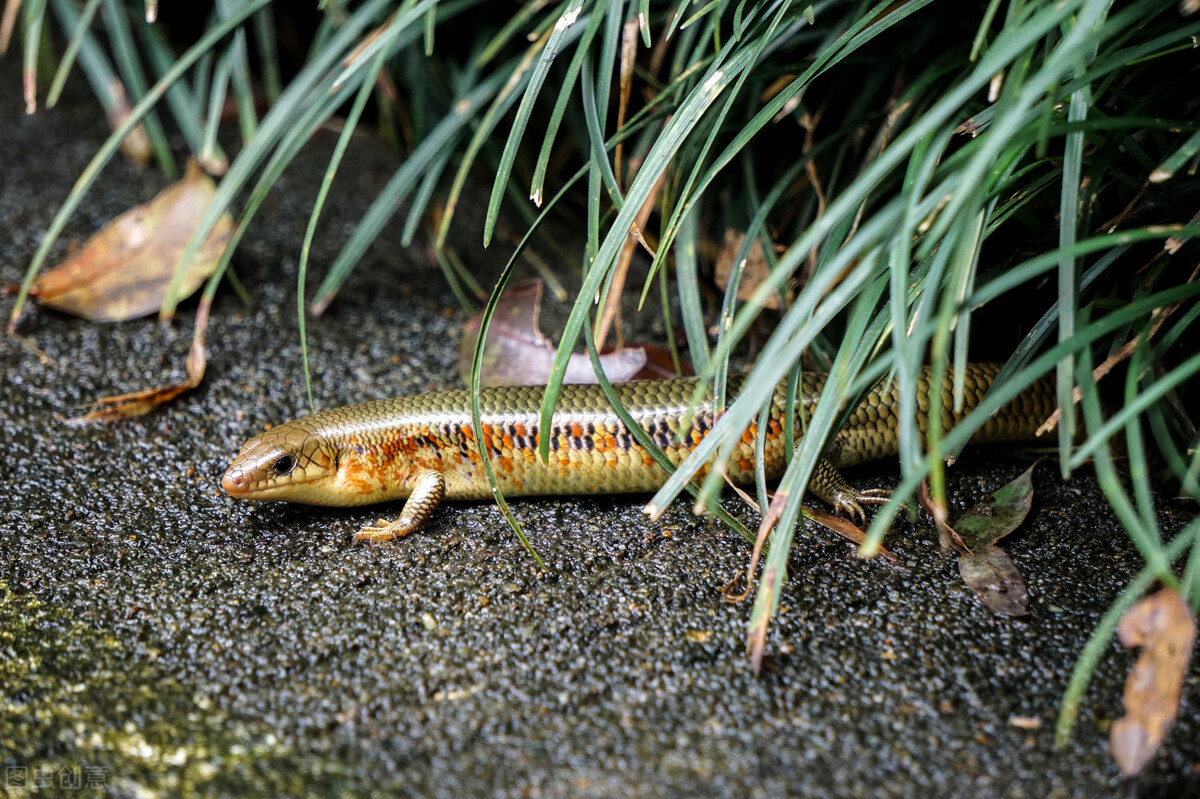 Commonly known as "Pig Po Snake", it looks like a loach but has four ...