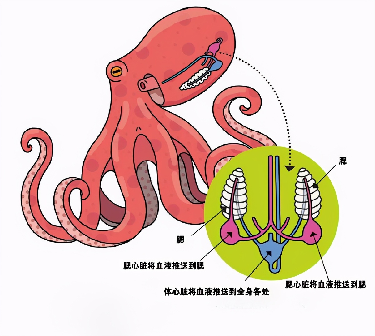 Octopuses may come from aliens. Why didn't they evolve wisdom first ...