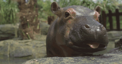 How scary is hippo poop? Every year, tens of millions of fish are ...