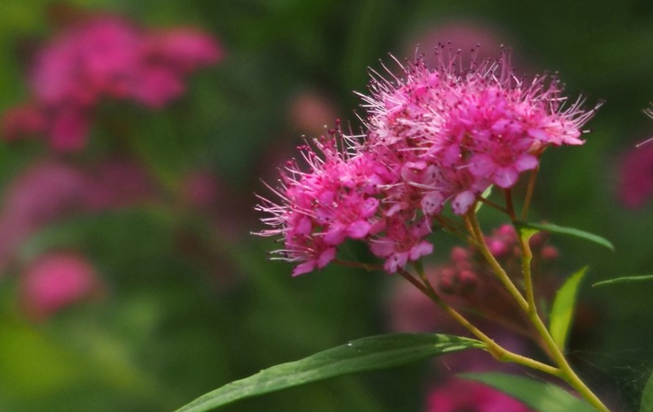 A small note on understanding flowers "Xiwu Hua" - iNEWS