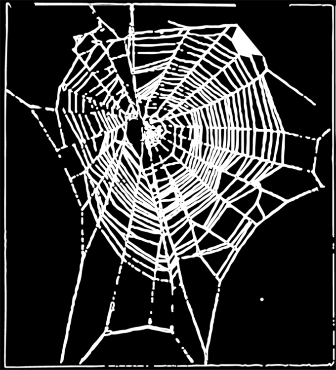 NASA's alternative spider web weaving experiment allows spiders to ...