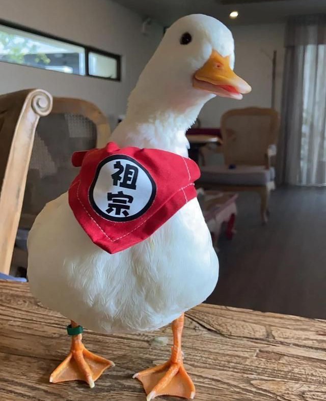 The mellow and cute Keer Duck has become a new favorite of the Internet ...