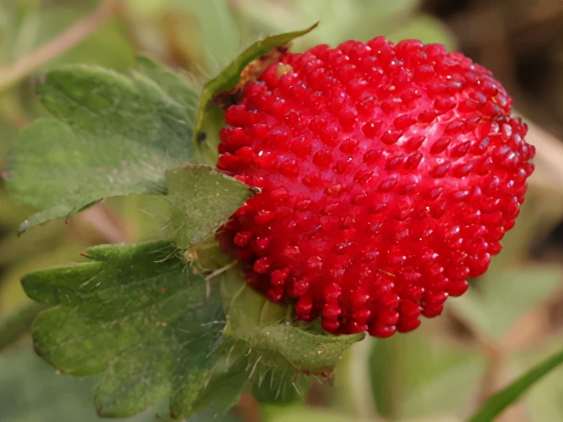 Is the legendary "Snakeberry" really poisonous? - iNEWS