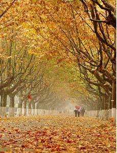 The plane trees all over the streets of Shanghai are neither plane ...