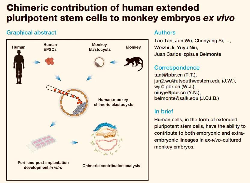 A new breakthrough in human-monkey hybrid embryo experiment, the ...