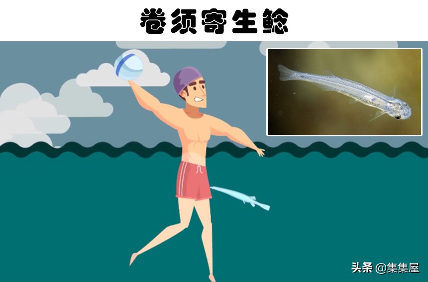 Strange discoveries in the Amazon: 10 strange creatures discovered in the Amazon over the years ...