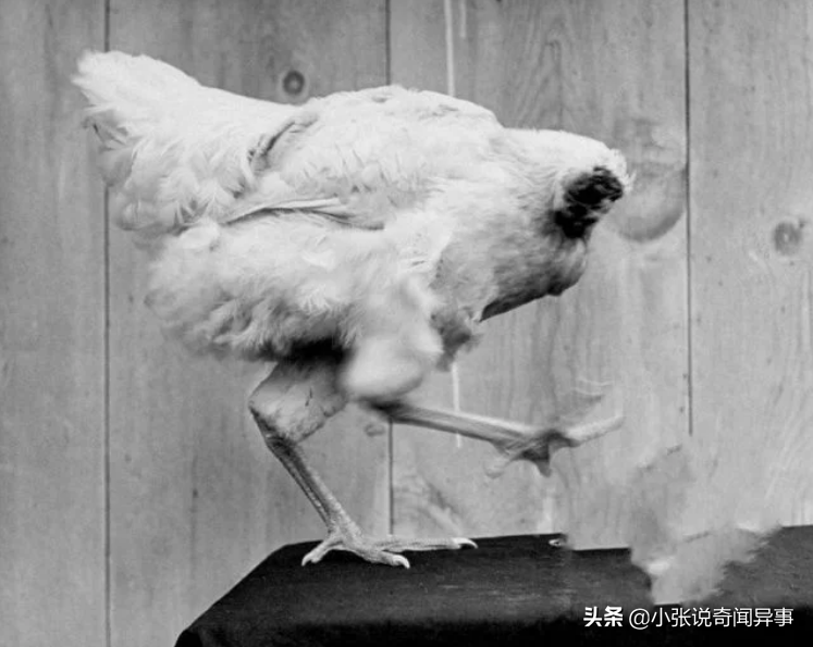 The headless rooster survived for 18 months, and the owner made 500,000 ...