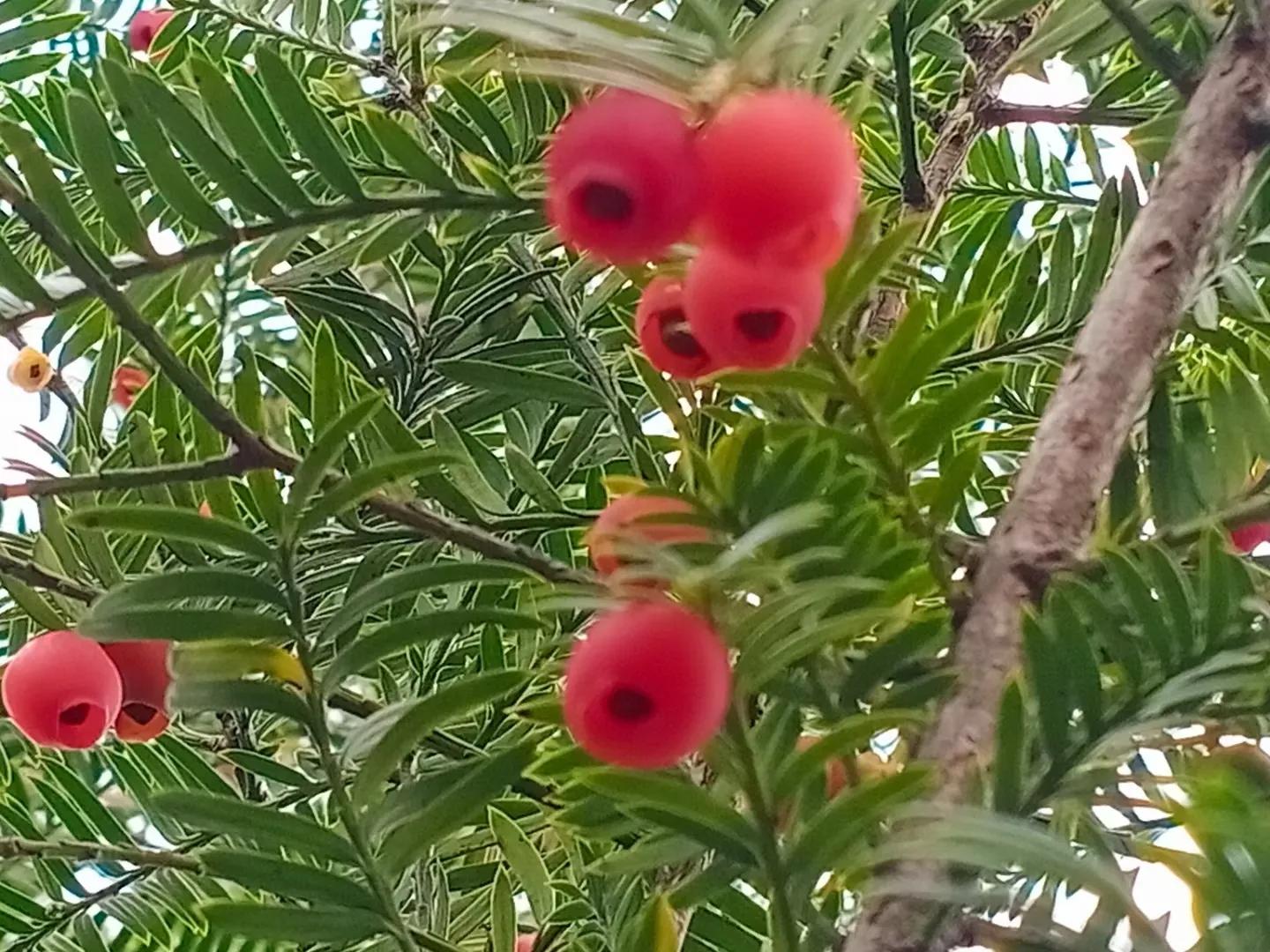 Yew poems with the same title (2) Institute of Ancient and Modern ...