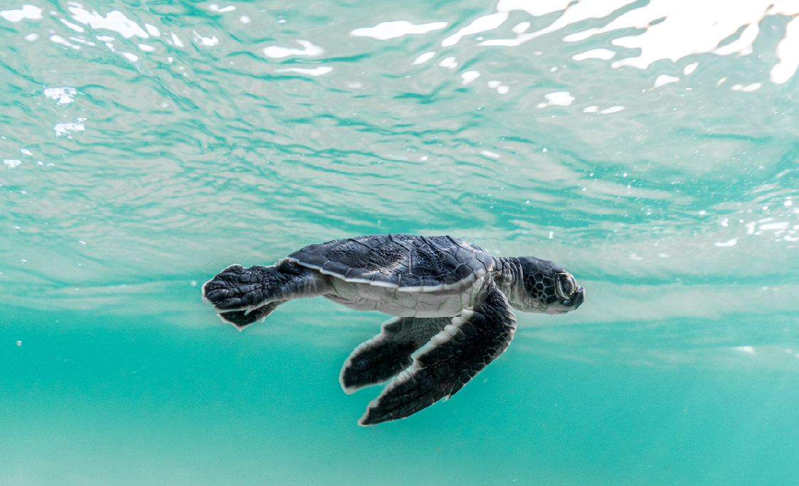 How fast is "Turtle Speed"? The small sea turtles per shelveled, they ...