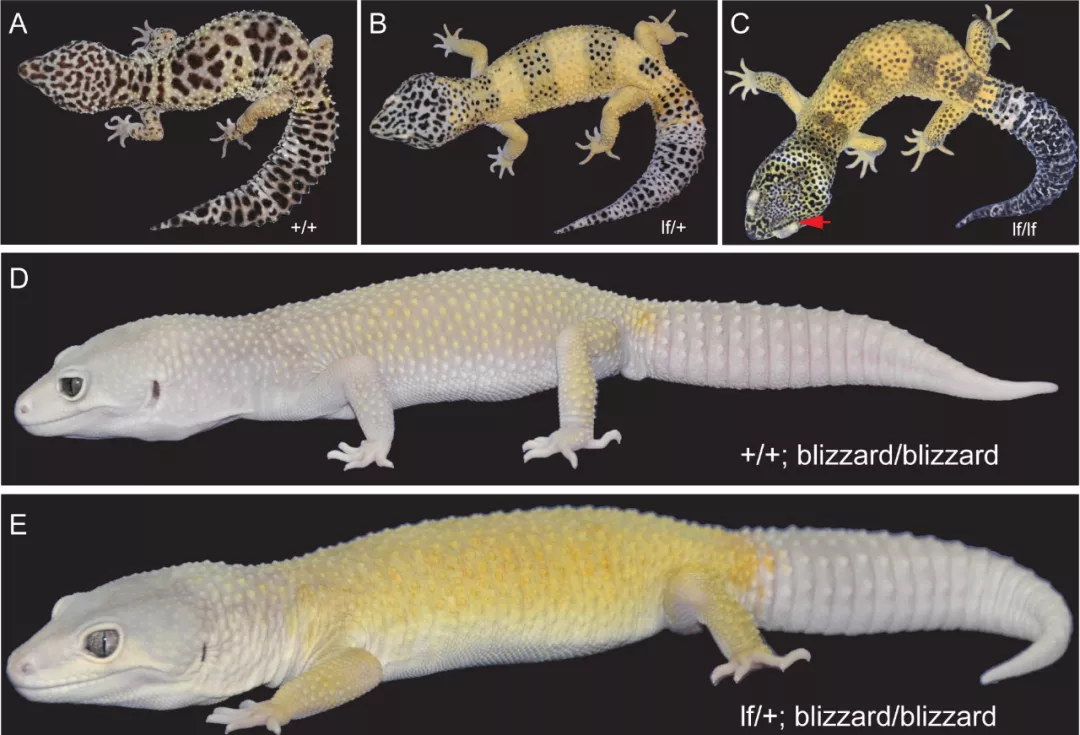 The carefully cultivated lemon frost gecko is suffering from skin ...
