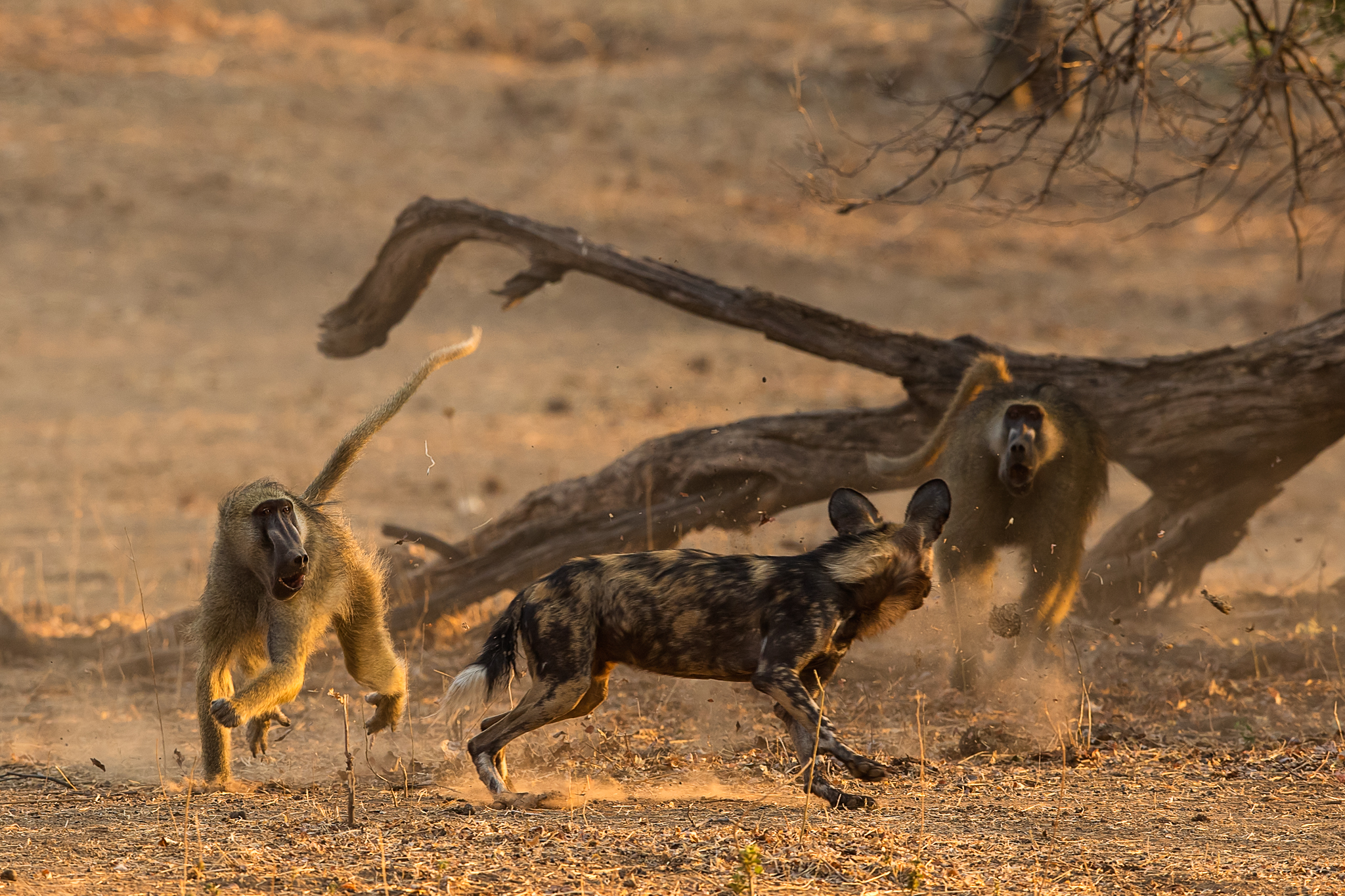 Lion-tailed baboons "domesticated" the Ethiopian wolf? Baboon: Big ...