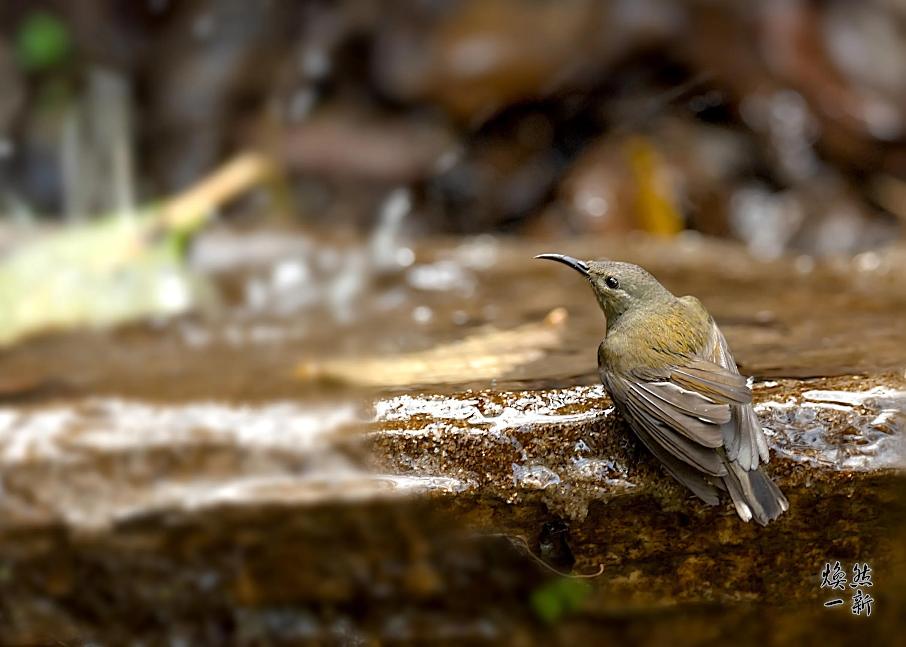 Blue-throated sunbird - iNEWS