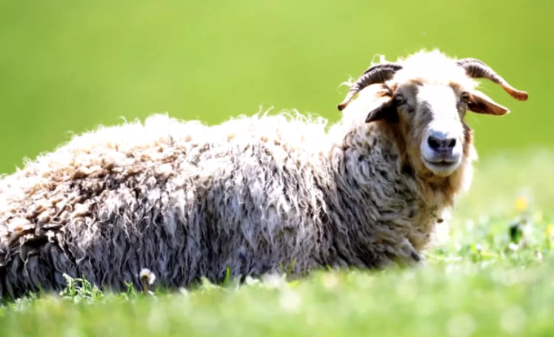 What does Xinjiang smell like?(Lamb) - iNEWS