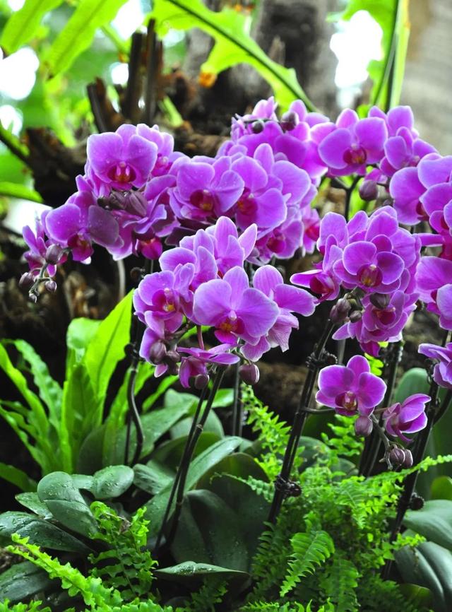 Phalaenopsis blooms in spring, the "three actions" urge new buds to ...