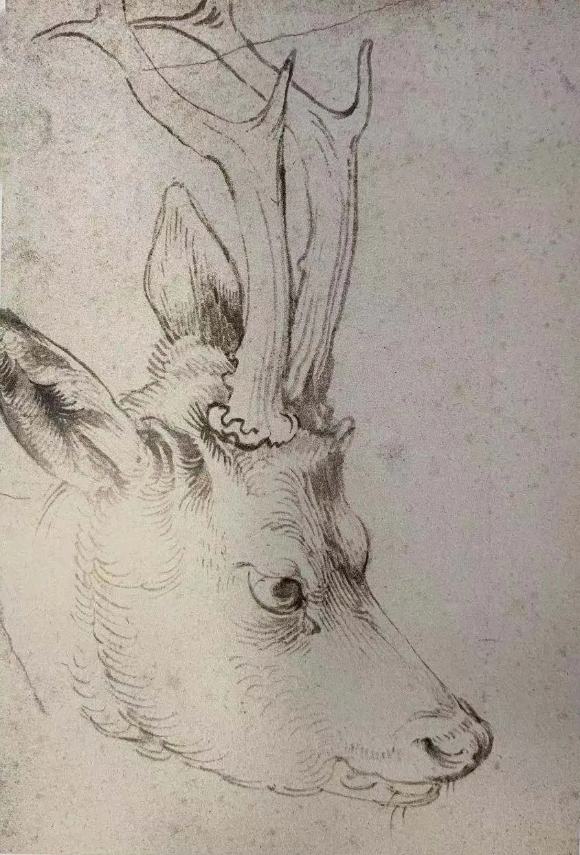 Master Classic Animals (3) Albrecht Durer - iNEWS