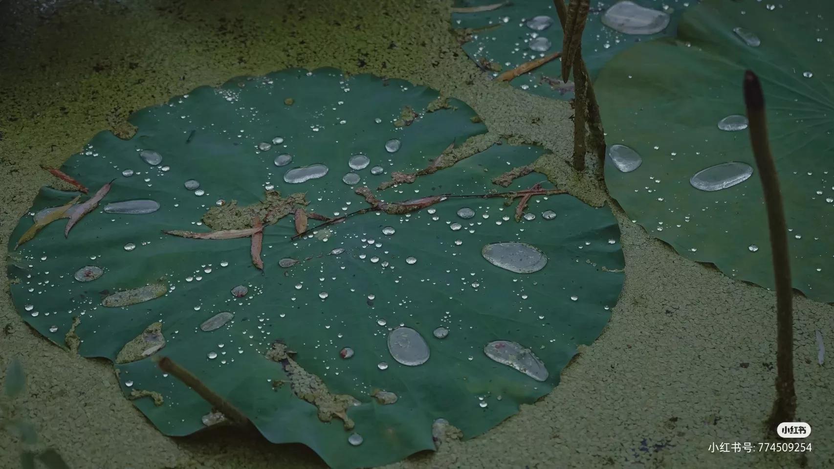 Yuefu poem "Jiangnan": Experience the beauty of lotus-picking in the ...