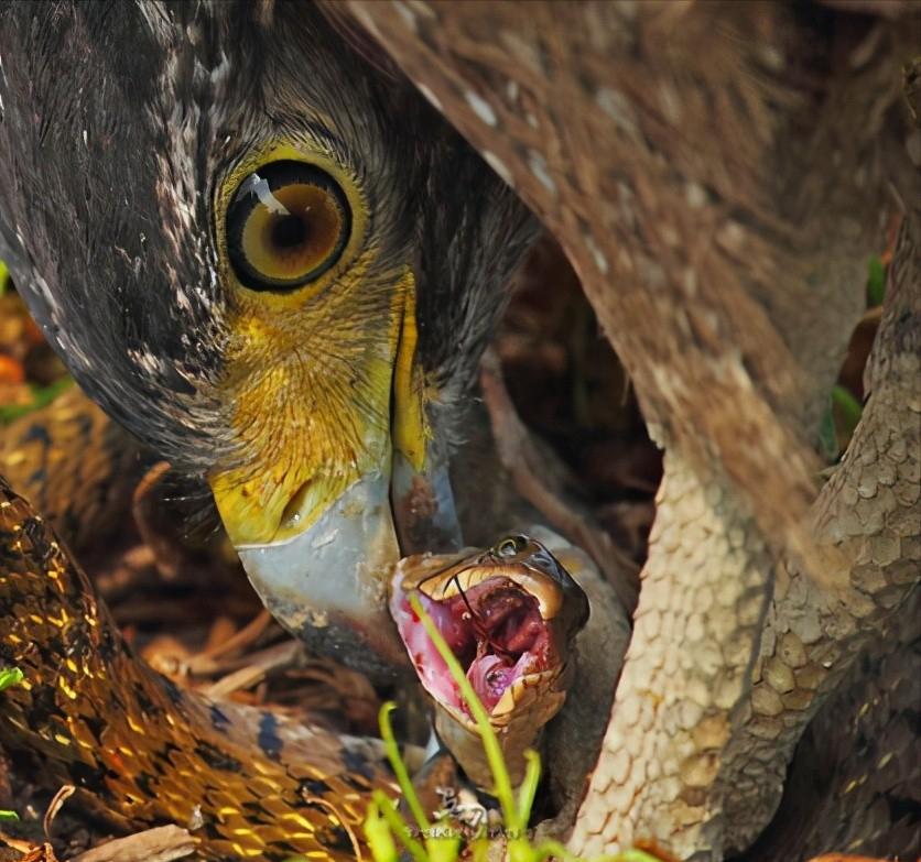 Counting the natural enemies of snakes, venomous snakes have no ability ...
