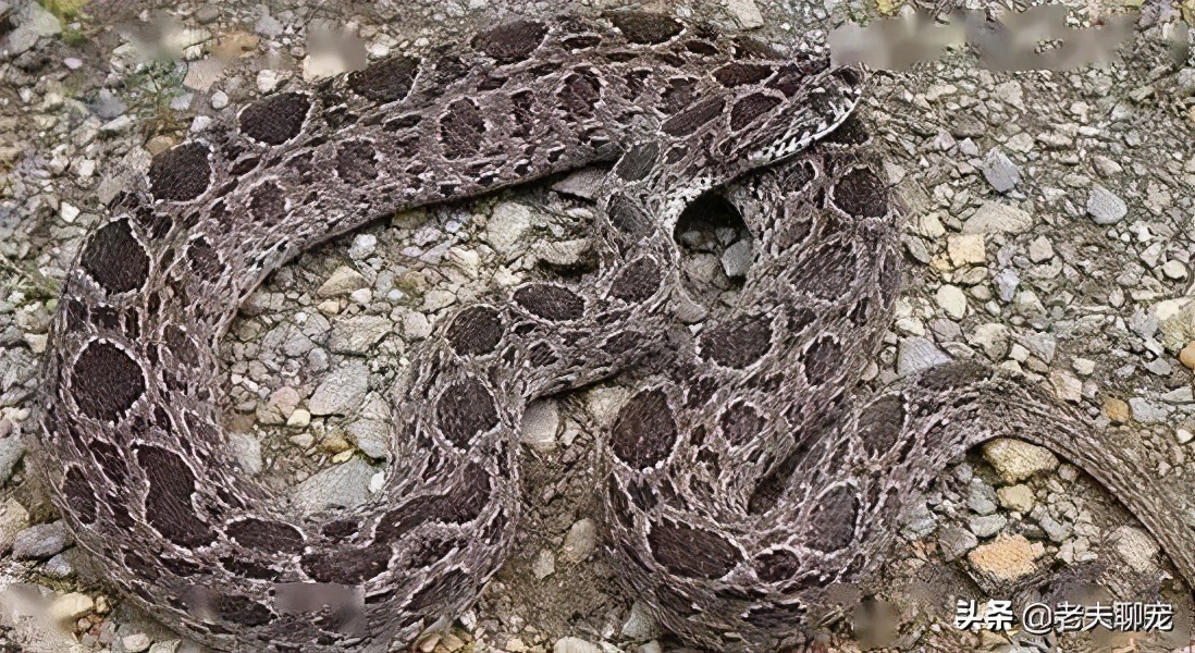 The king of wounding in Asia, the most susceptible snake to cause ...