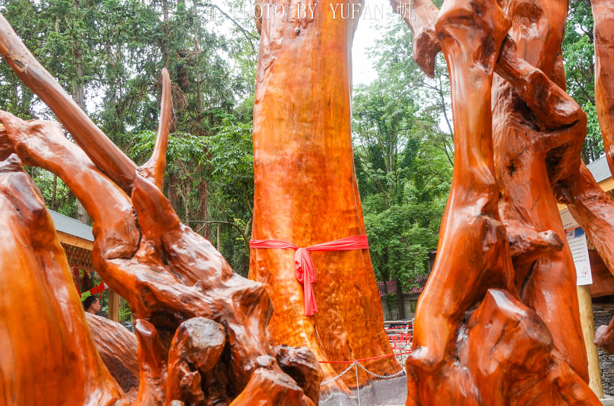 The world's largest golden nanmu tree is 4,300 years old. Unfortunately ...