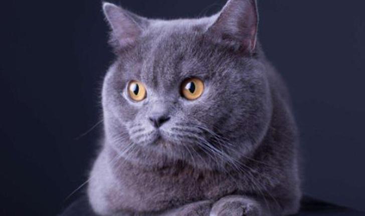 There are 5 kinds of cats with "short lifespan" that you have at home ...